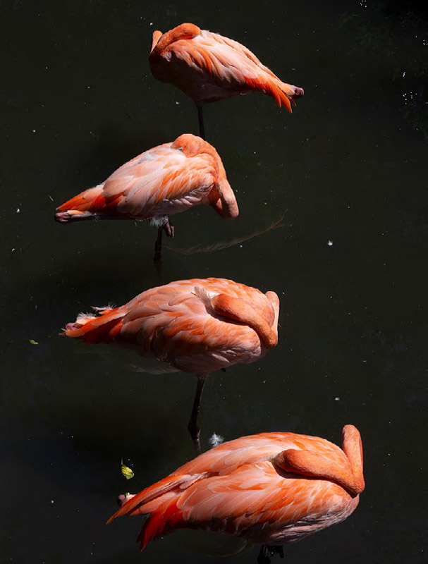 PARALLEL REVIEW LISBOA 2020 | FASCÍNIO DA FOTOGRAFIA